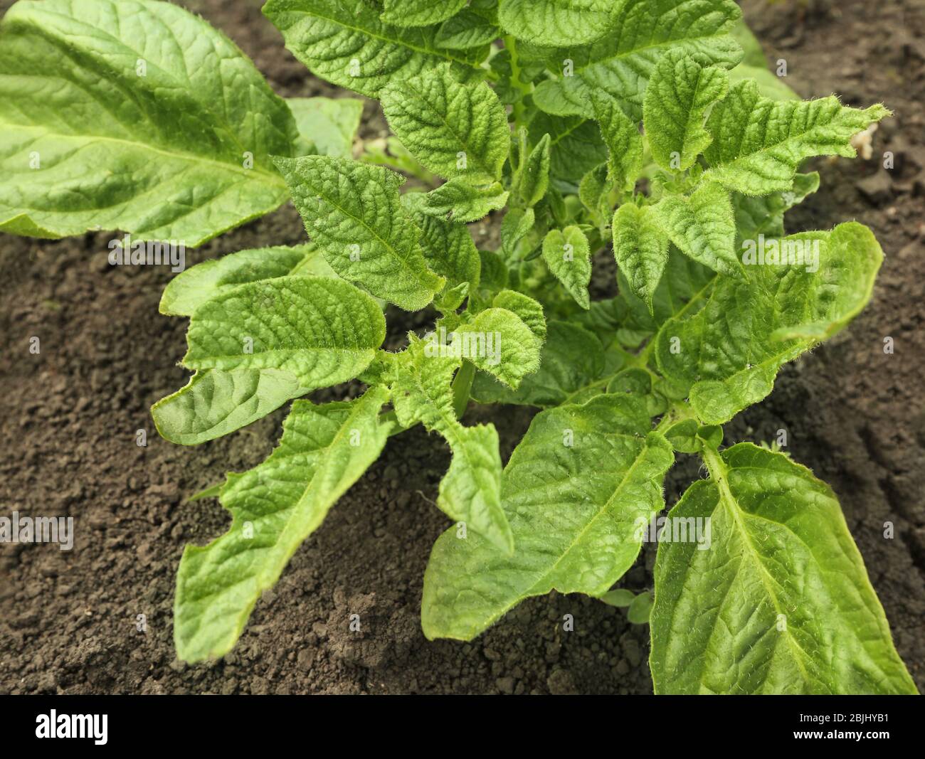 Potato bush on plantation Stock Photo - Alamy