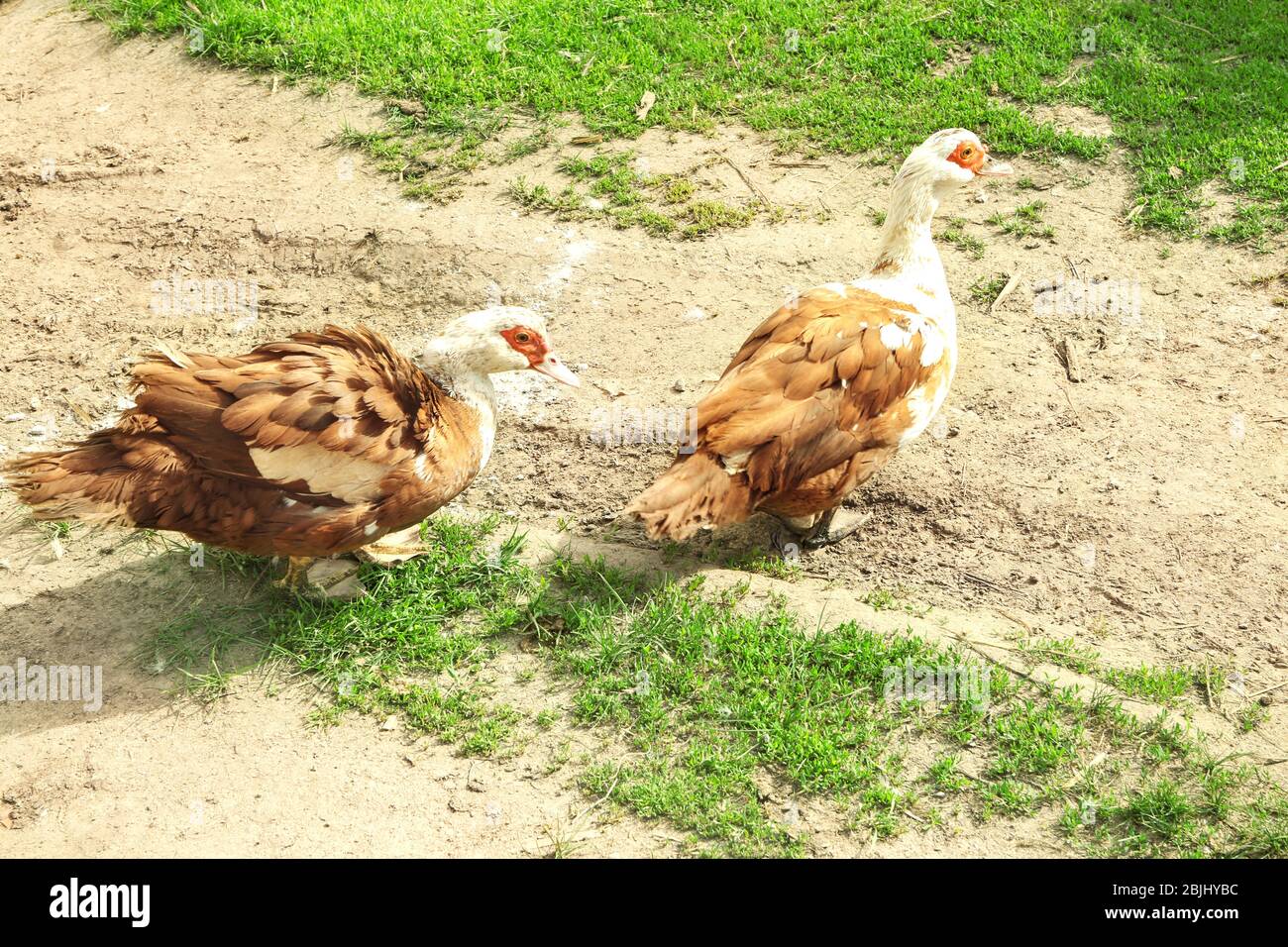 Two ducks at the farm on sunny day Stock Photo - Alamy
