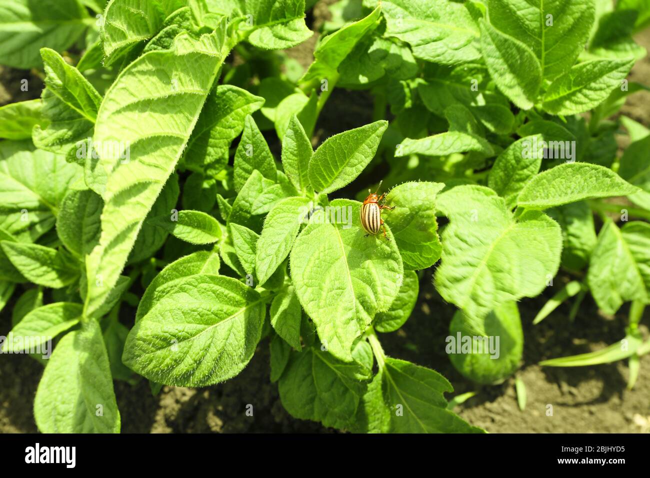Potato bushes on plantation Stock Photo - Alamy