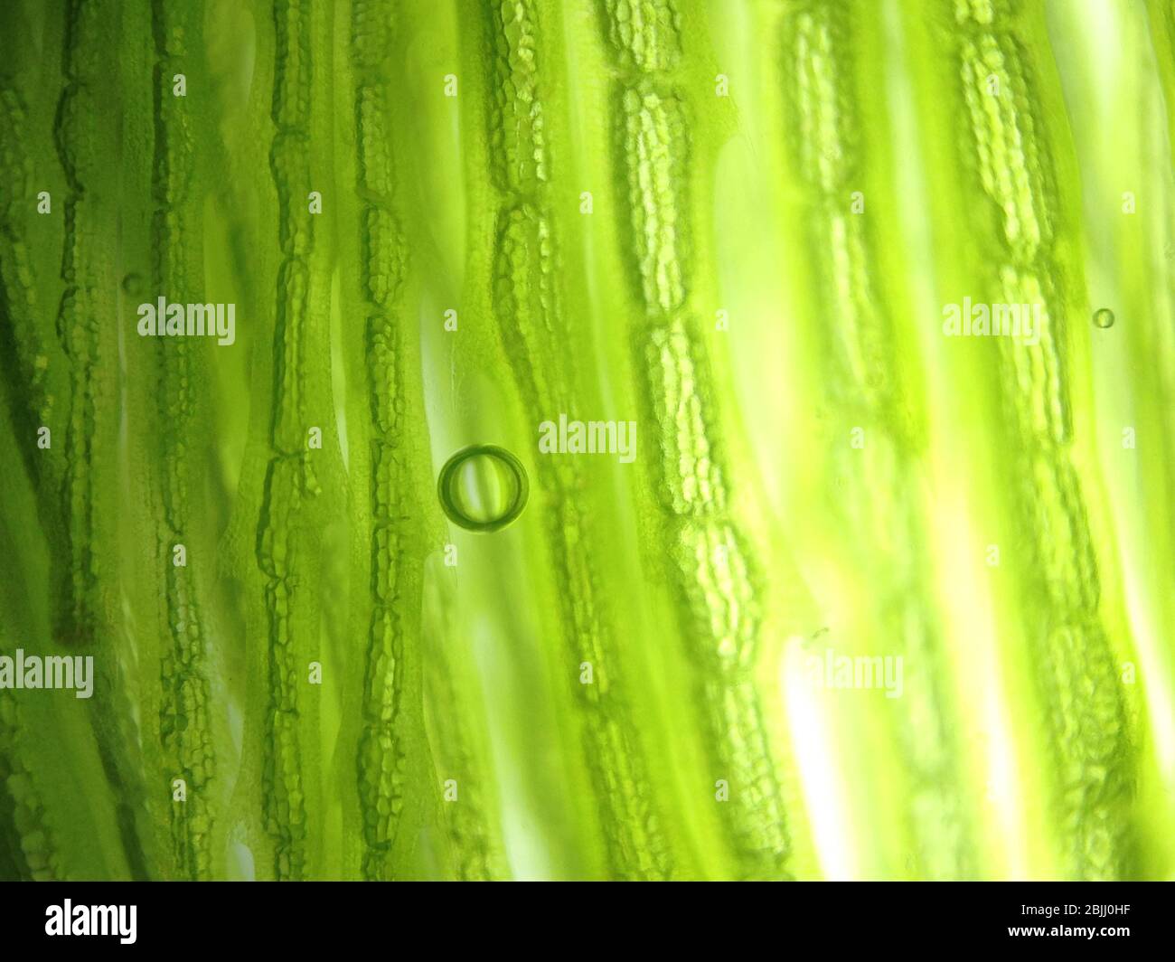 Beautiful zoom microorganism algae cell Stock Photo - Alamy