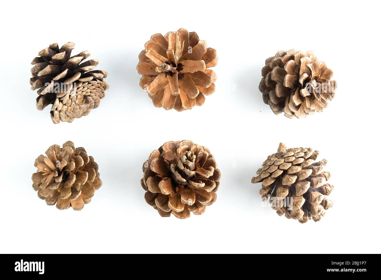 big set of cones various coniferous trees isolated on white Stock Photo ...