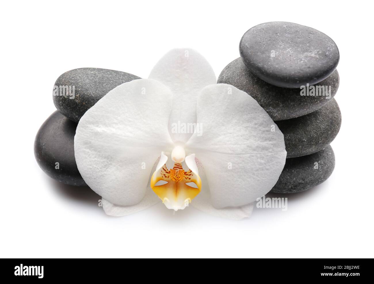 Beautiful orchid flower with stones on white background Stock Photo - Alamy