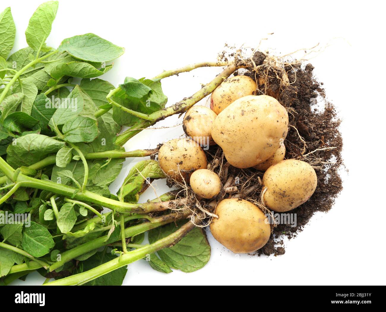 Potato plant with tubers on white background Stock Photo - Alamy