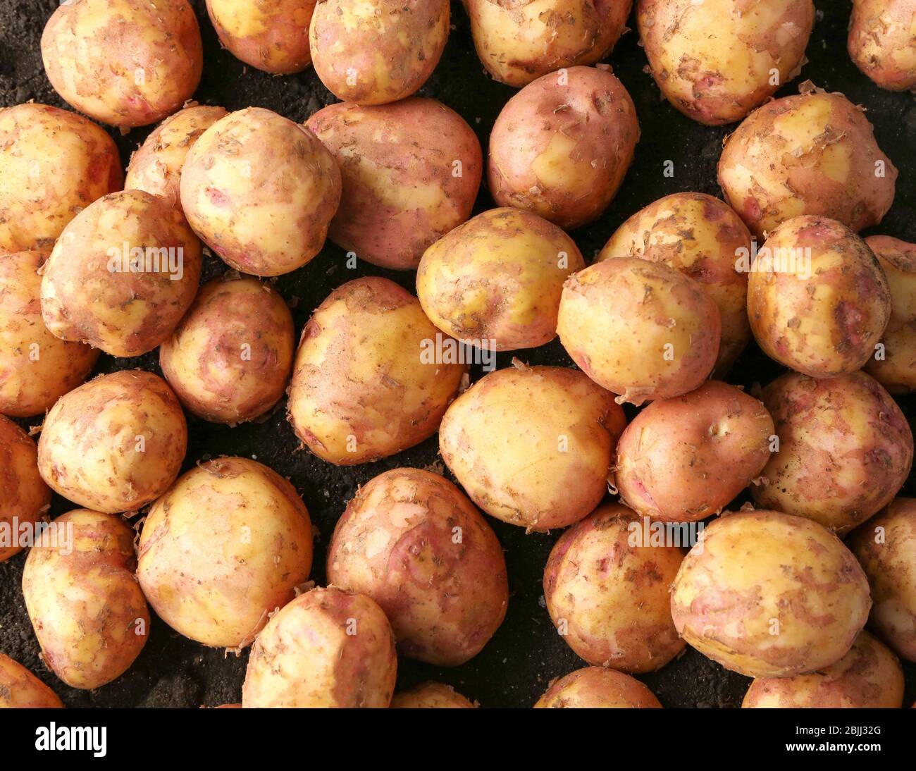 Raw unpeeled young potatoes hi-res stock photography and images - Alamy