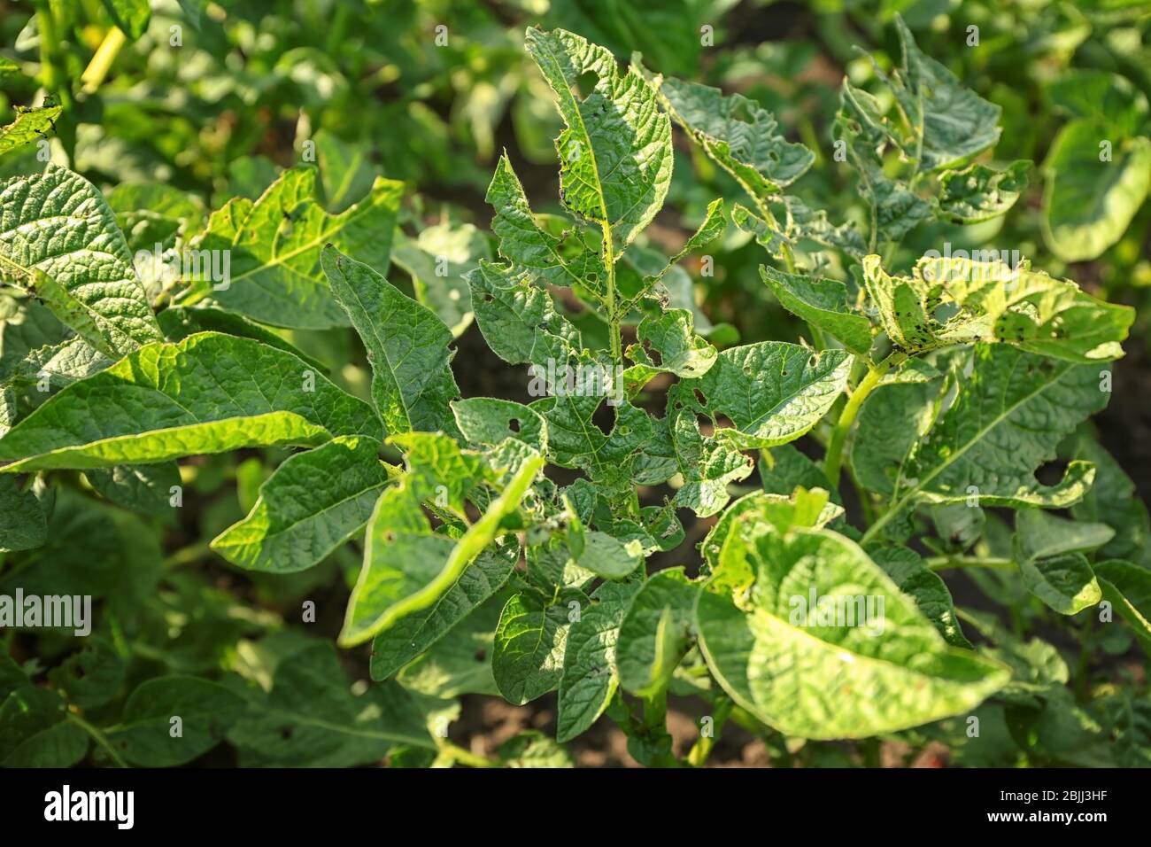 Damaged potato plant in field Stock Photo - Alamy