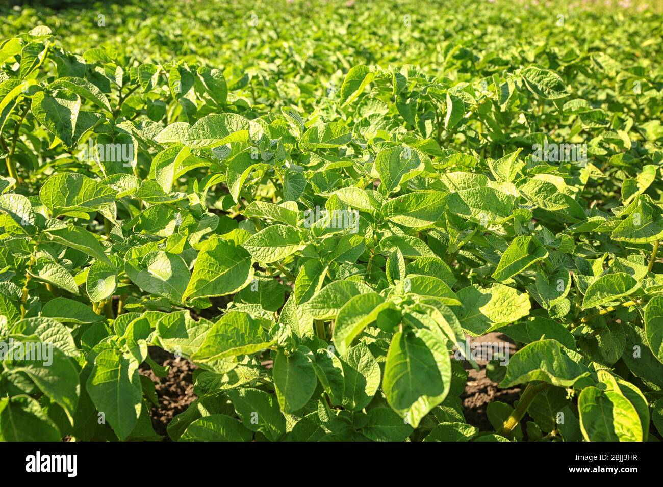 Potato bushes in field on sunny day Stock Photo - Alamy