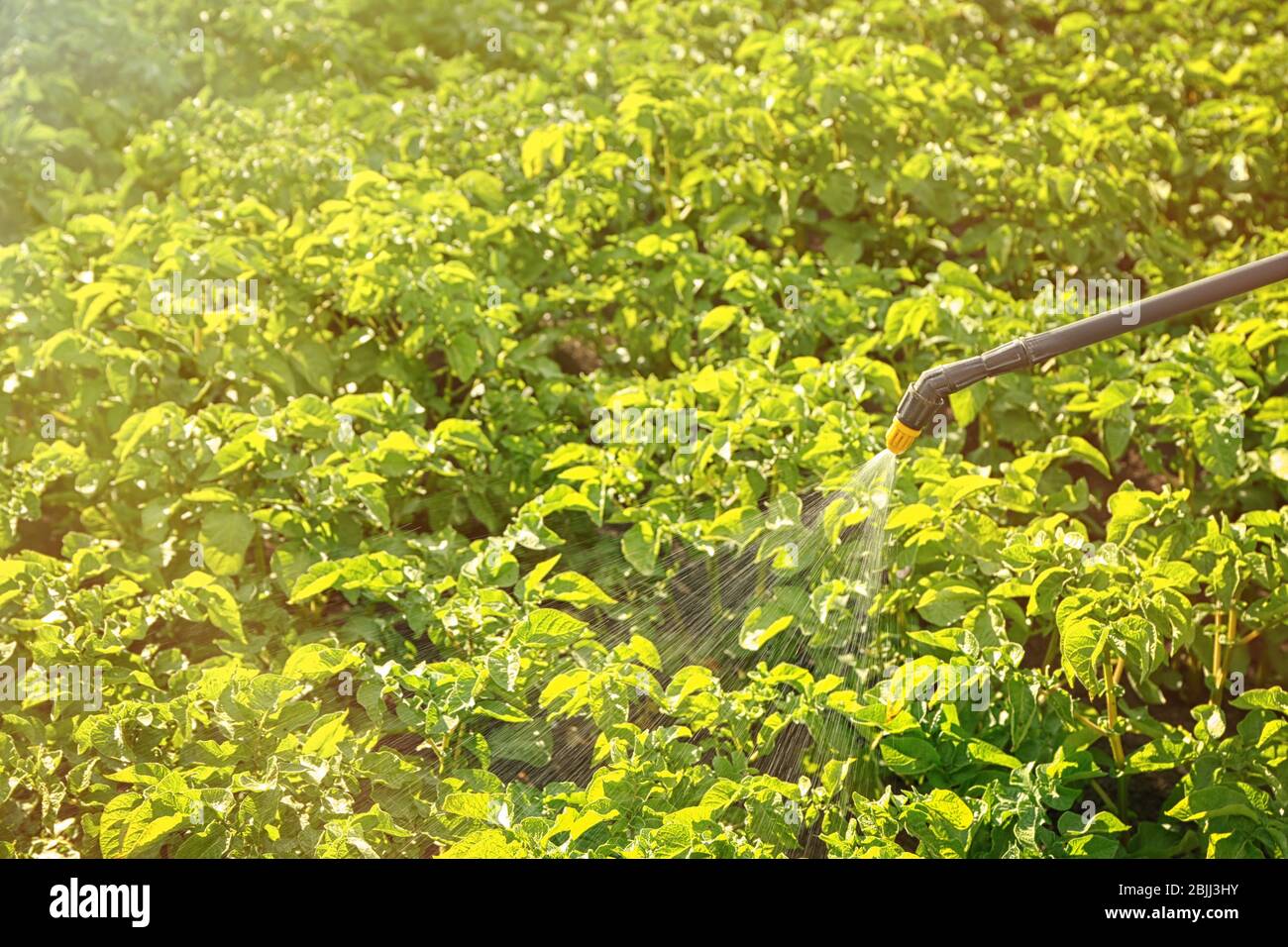 Spraying potato plants with insecticide in garden Stock Photo - Alamy