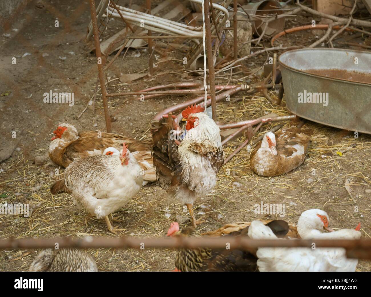 Poultry yard with fowls on farm Stock Photo - Alamy