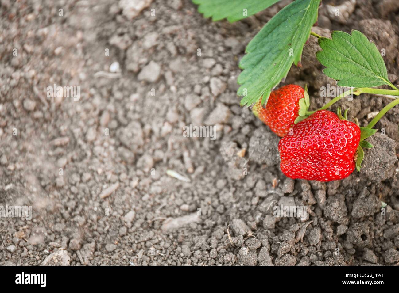 Bush of strawberry plant in garden Stock Photo - Alamy