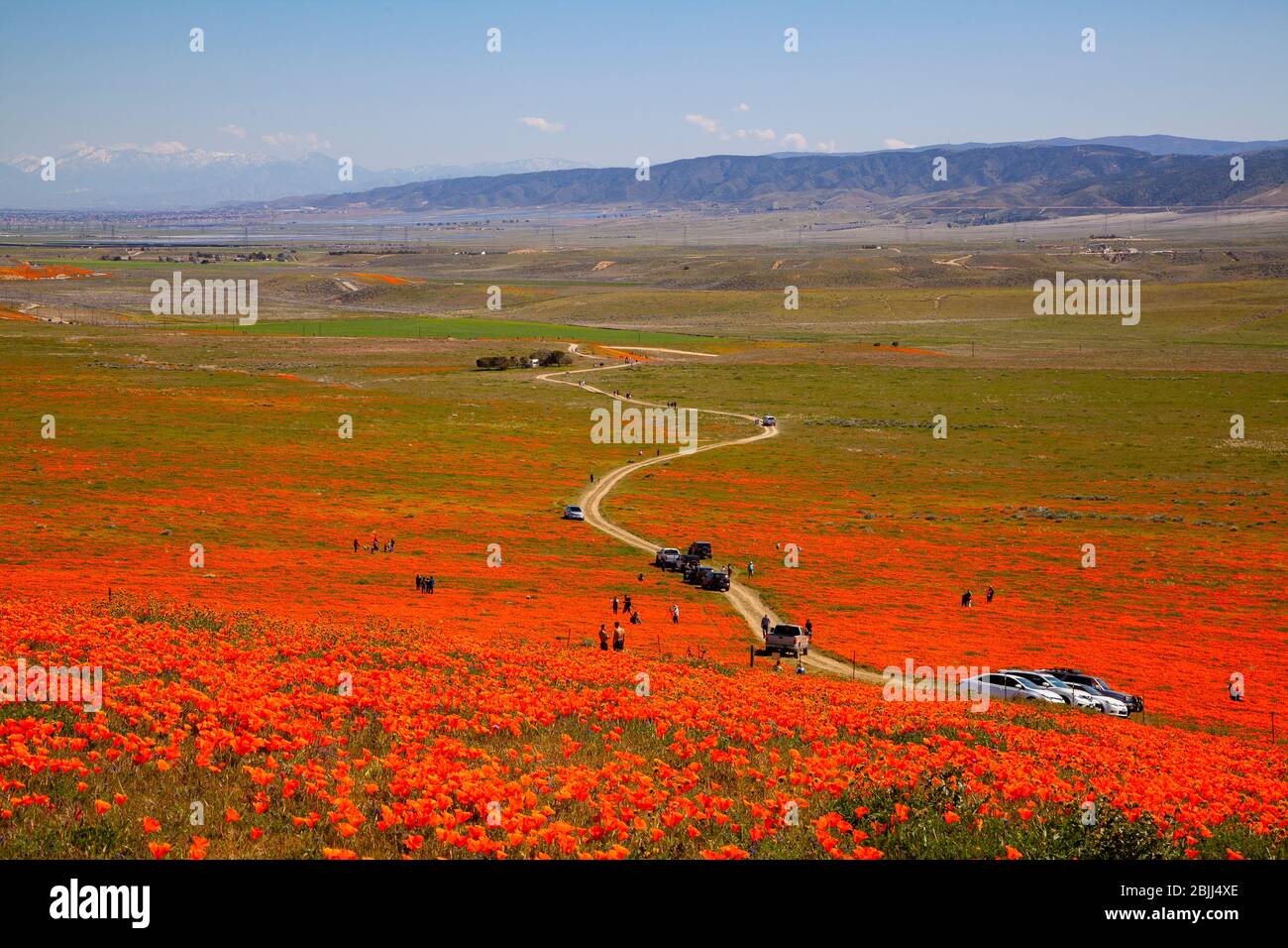 Antelope Valley California Poppy Reserve Stock Photo - Alamy