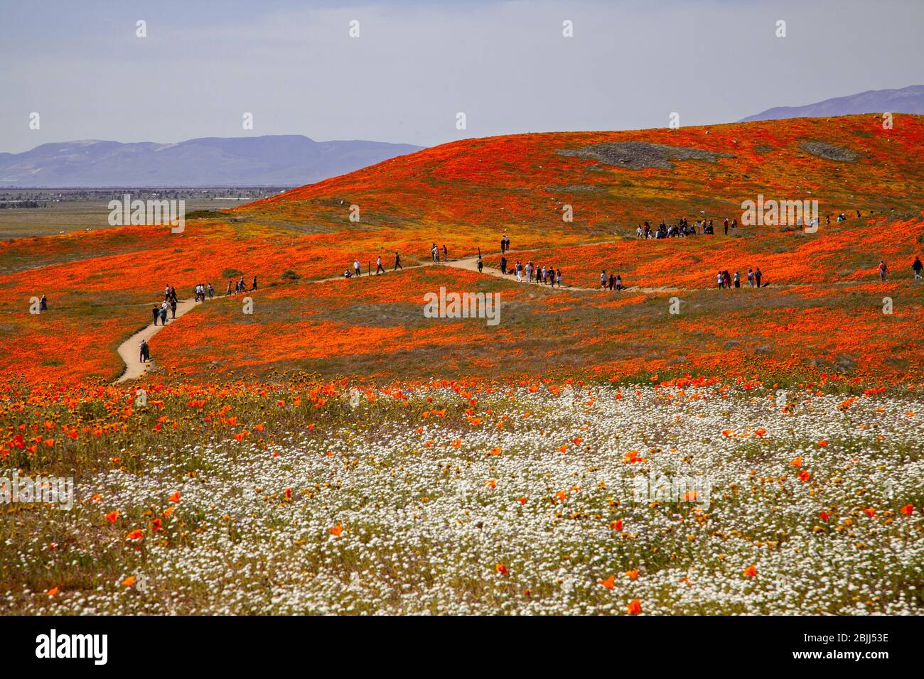 Antelope Valley California Poppy Reserve Stock Photo - Alamy