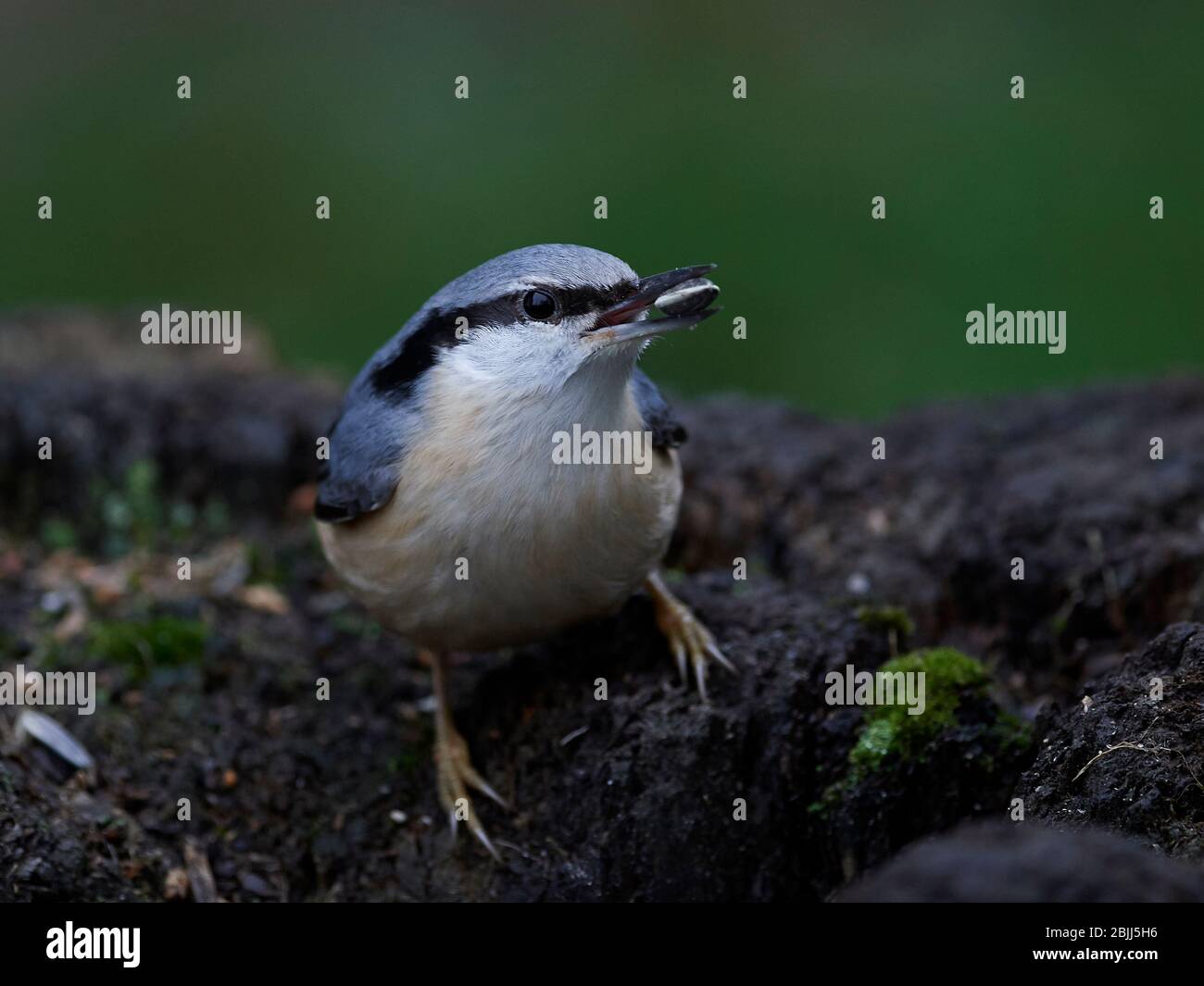 Eurasian nuthatch in its natural habitat in Denmark Stock Photo - Alamy
