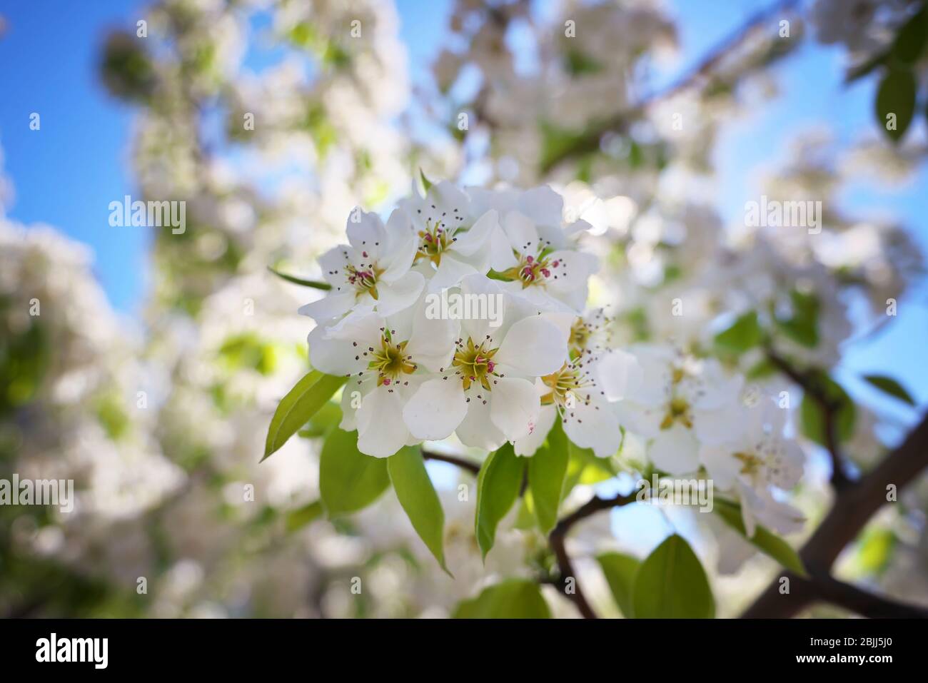 apricot tree branch at flowering time Stock Photo - Alamy