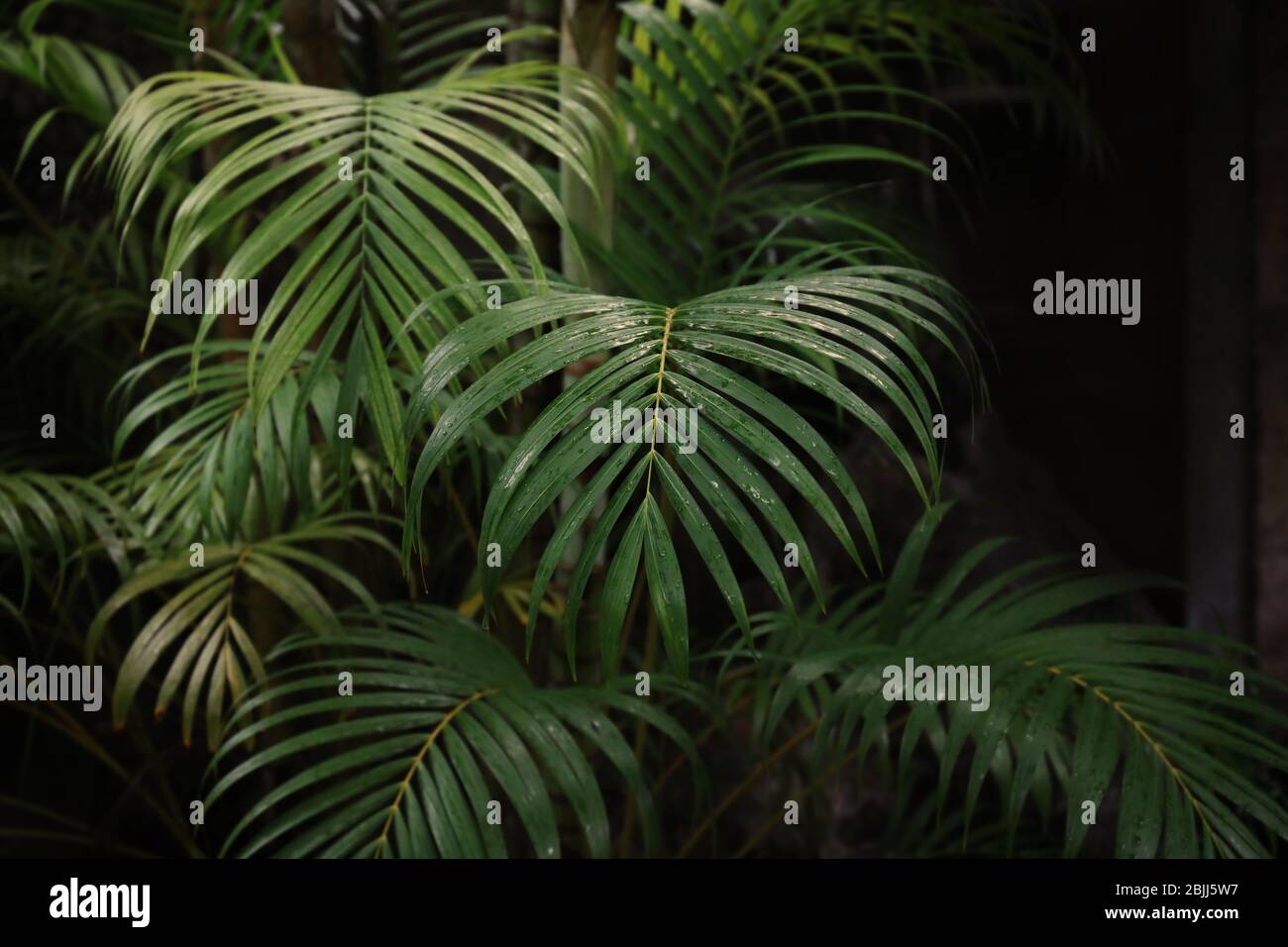 Green tropical plant outdoors Stock Photo - Alamy