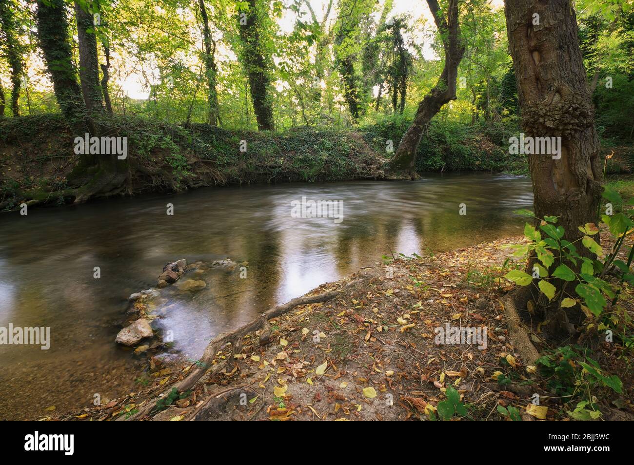 Mountain River in the wood. stream in the forest Stock Photo - Alamy