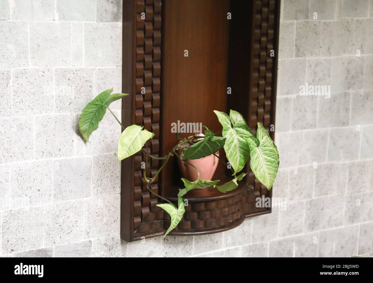Pot with tropical plant in wall niche outdoors Stock Photo - Alamy