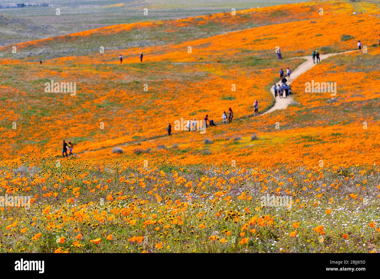 Antelope Valley California Poppy Reserve Stock Photo - Alamy
