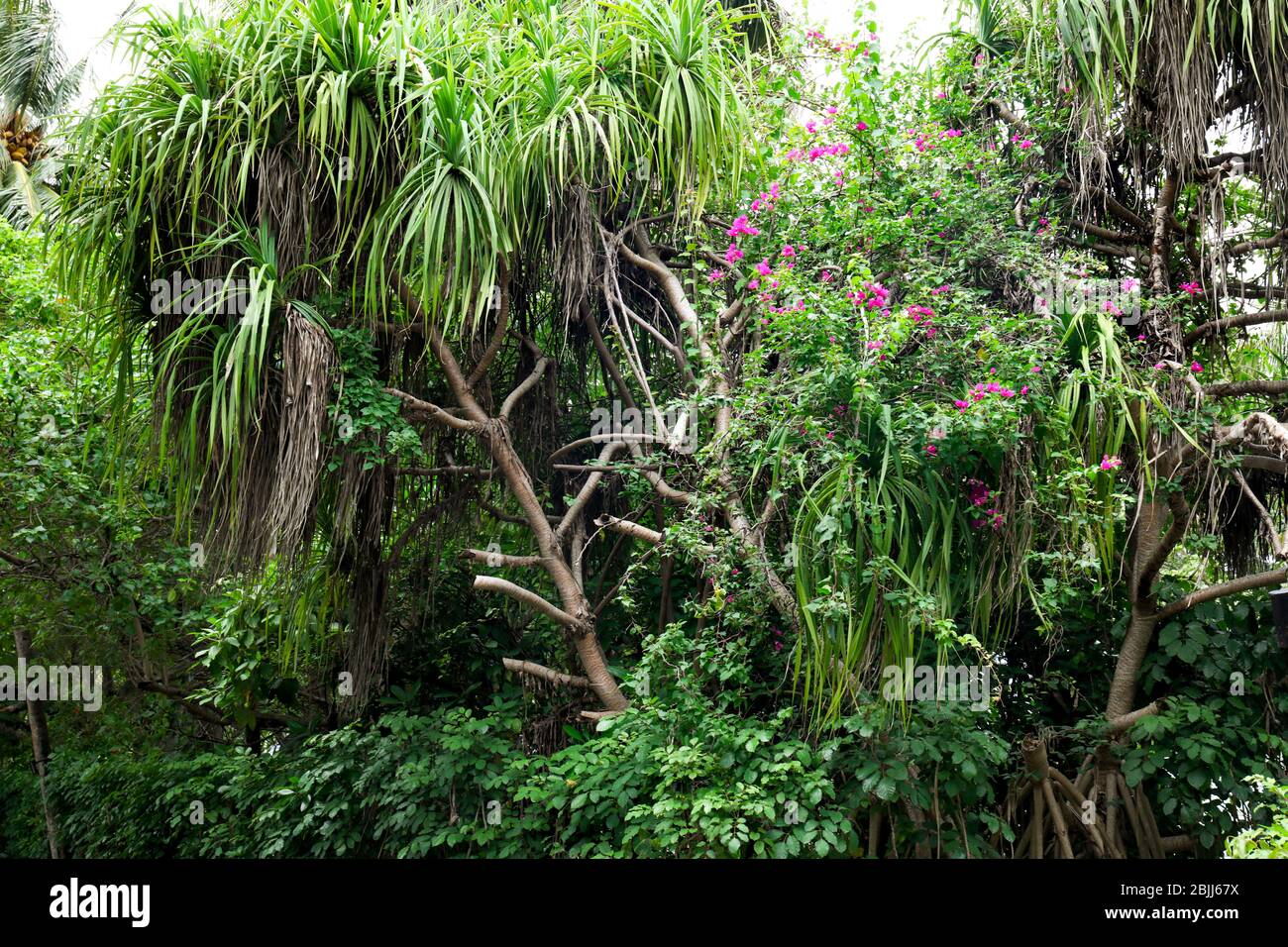 Beautiful tropical plants in botanical garden Stock Photo - Alamy