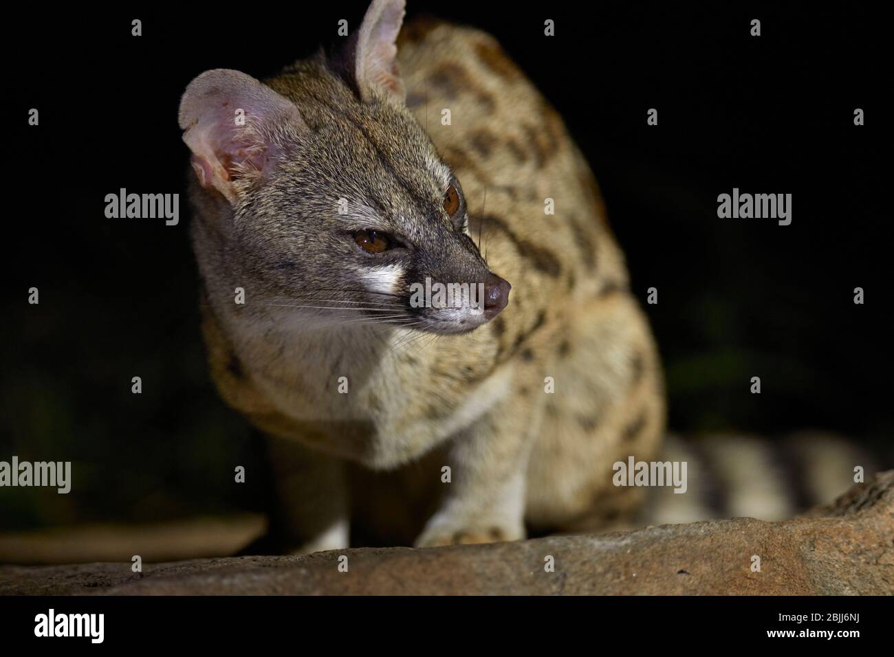 Large-spotted genet (Genetta tigrina), Kruger National Park, South ...