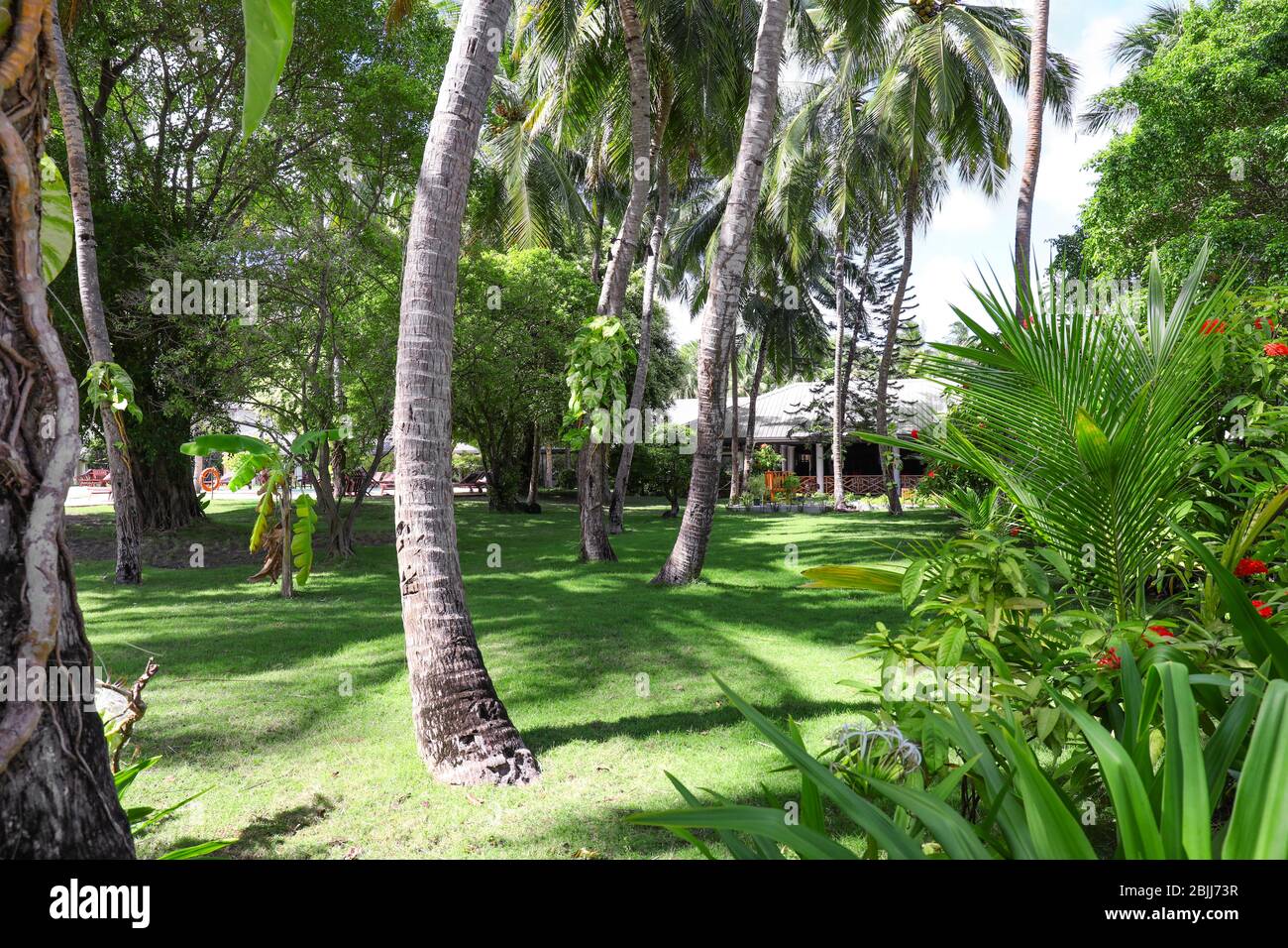 View of beautiful tropical plants at resort Stock Photo - Alamy