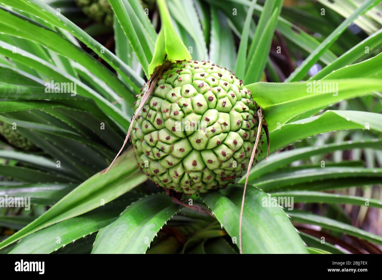 Tropical pandanus plant outdoors Stock Photo - Alamy