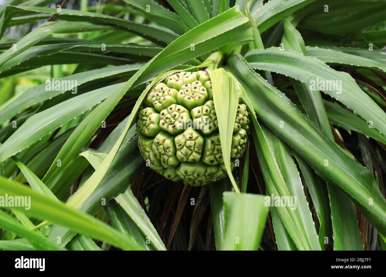 Pandanus odoratissimus hi-res stock photography and images - Alamy