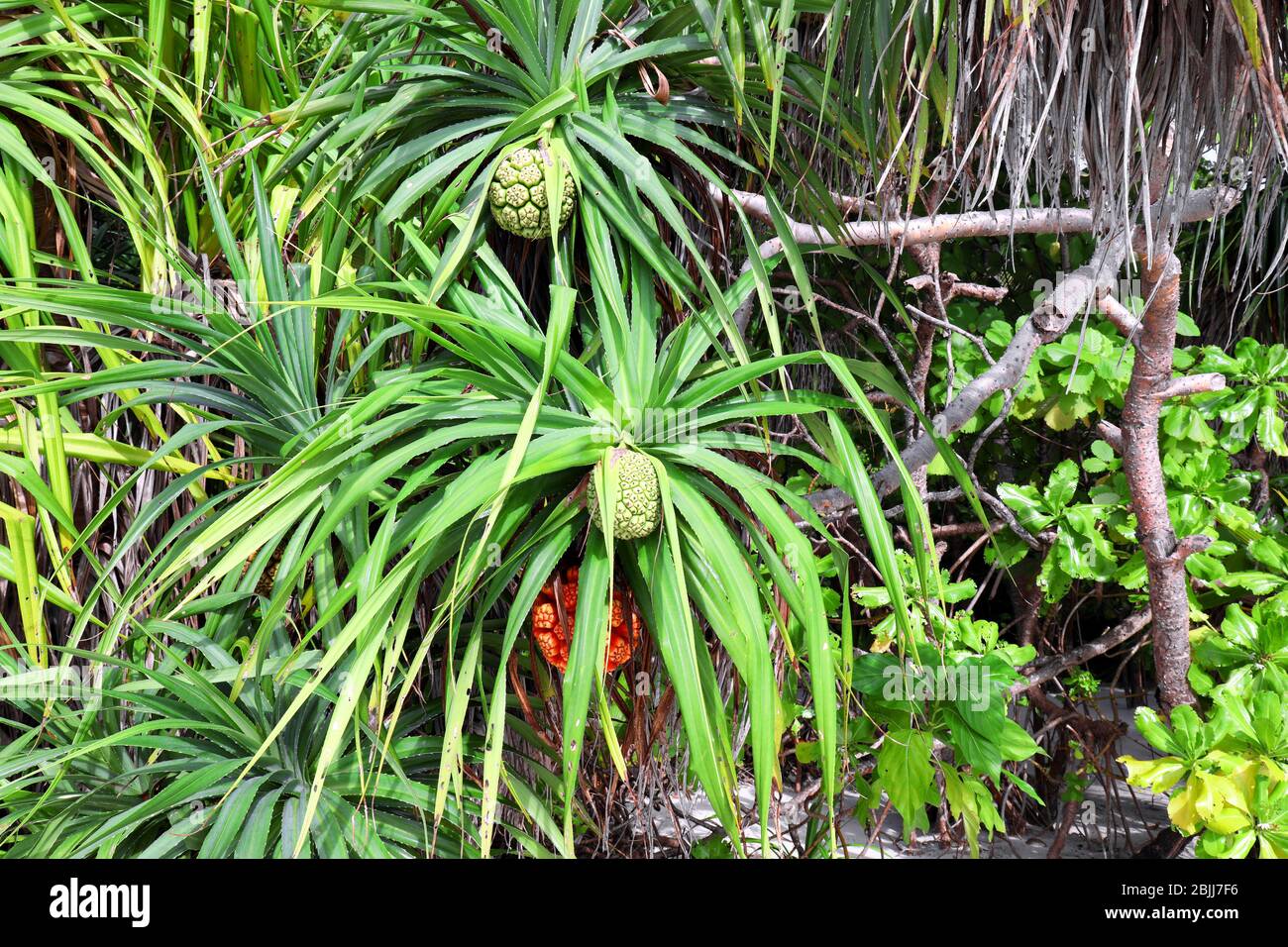Pandanus odoratissimus hi-res stock photography and images - Alamy