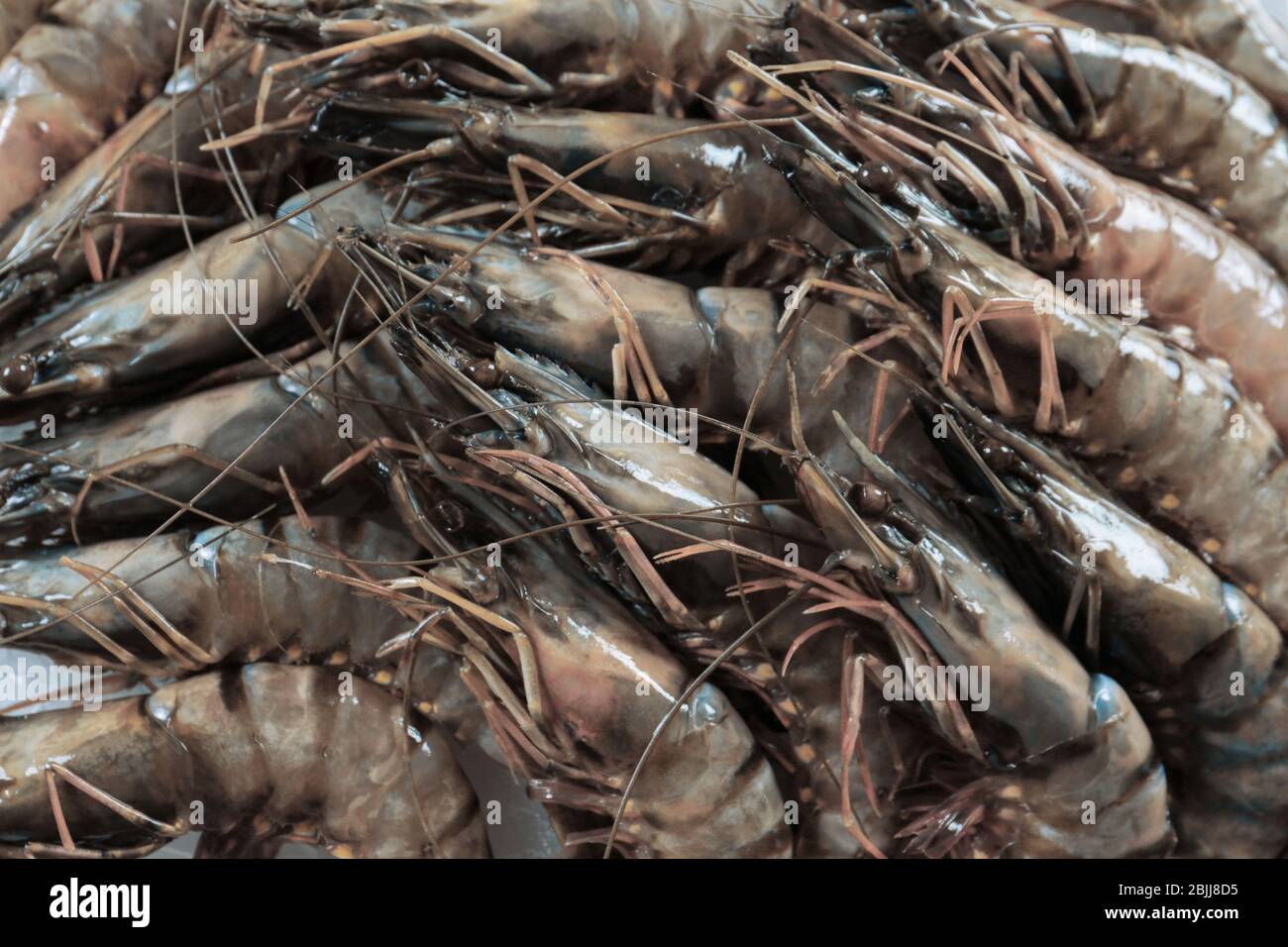 Fresh shrimp, close up Stock Photo - Alamy