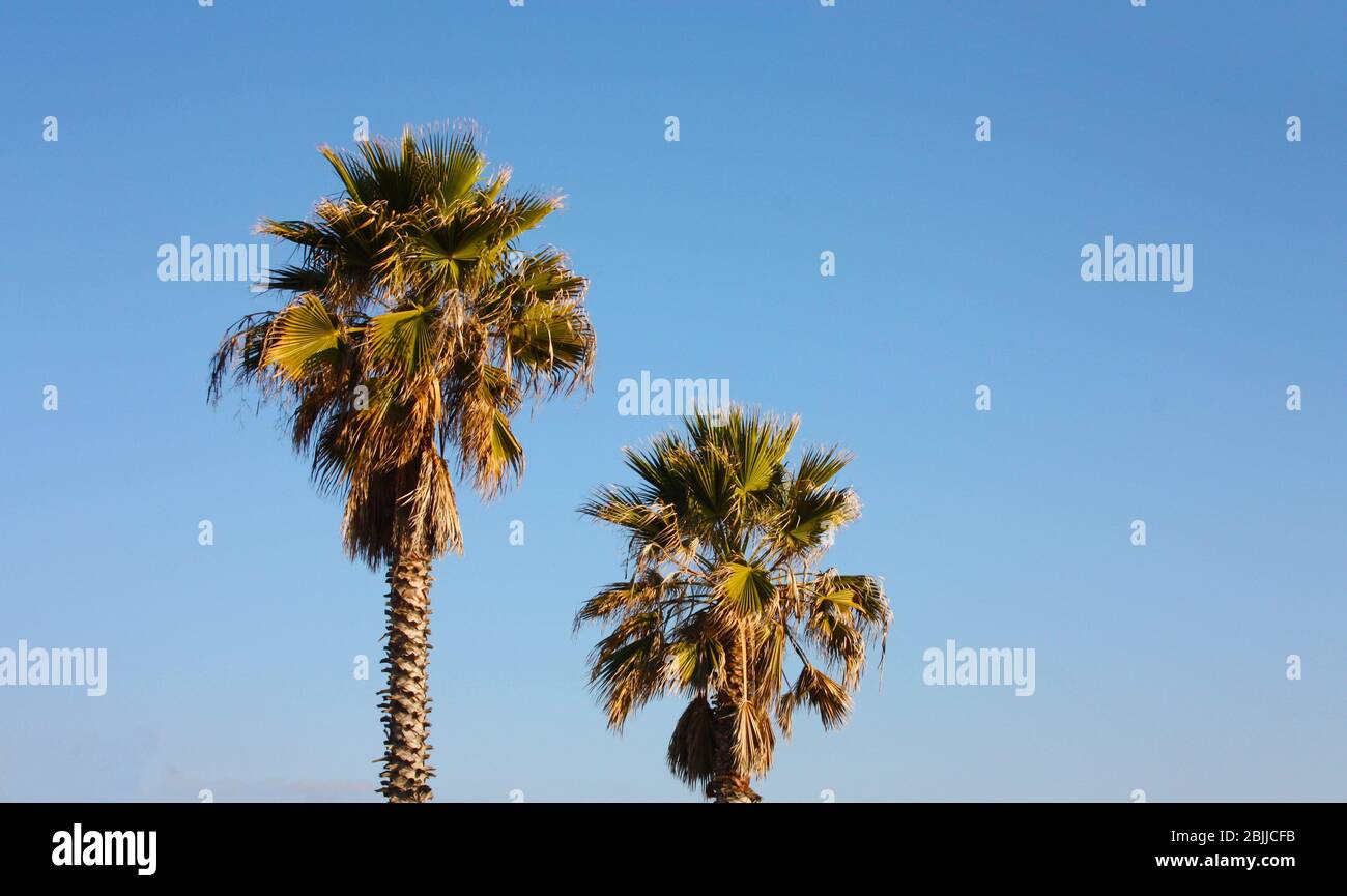 Tall high green palm trees hi-res stock photography and images - Alamy