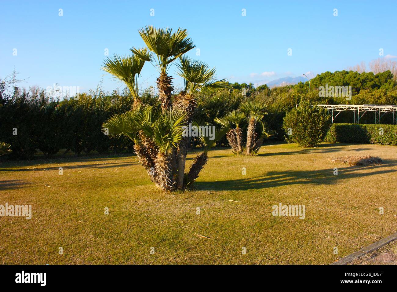 neat and well kept garden in which plants and flowers and succulents ...