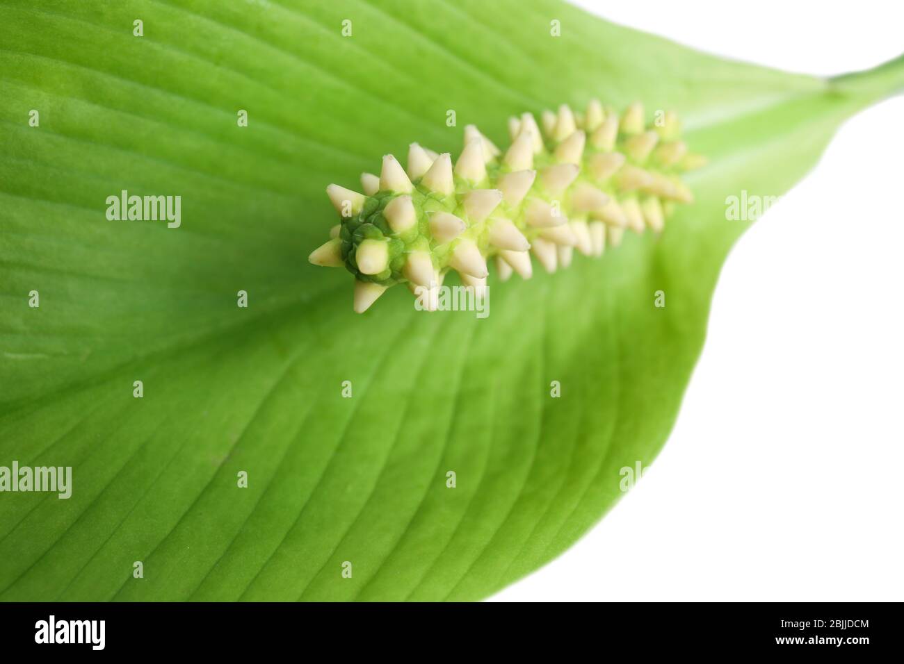 Closeup of beautiful green Peace Lily flower on white background Stock ...