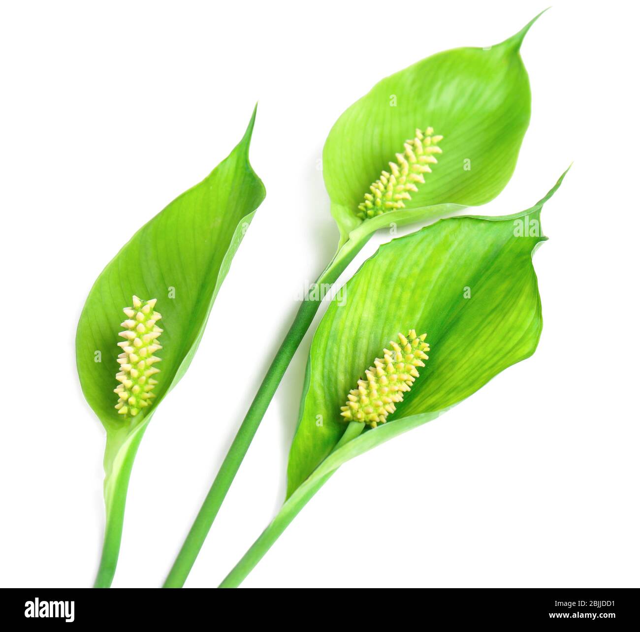 Beautiful Peace Lily flowers on white background Stock Photo - Alamy