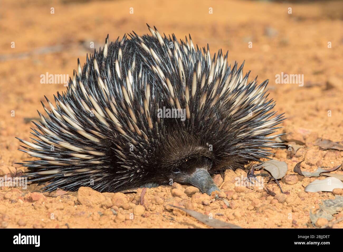 Short-beacked Echidna digging a hole Stock Photo - Alamy
