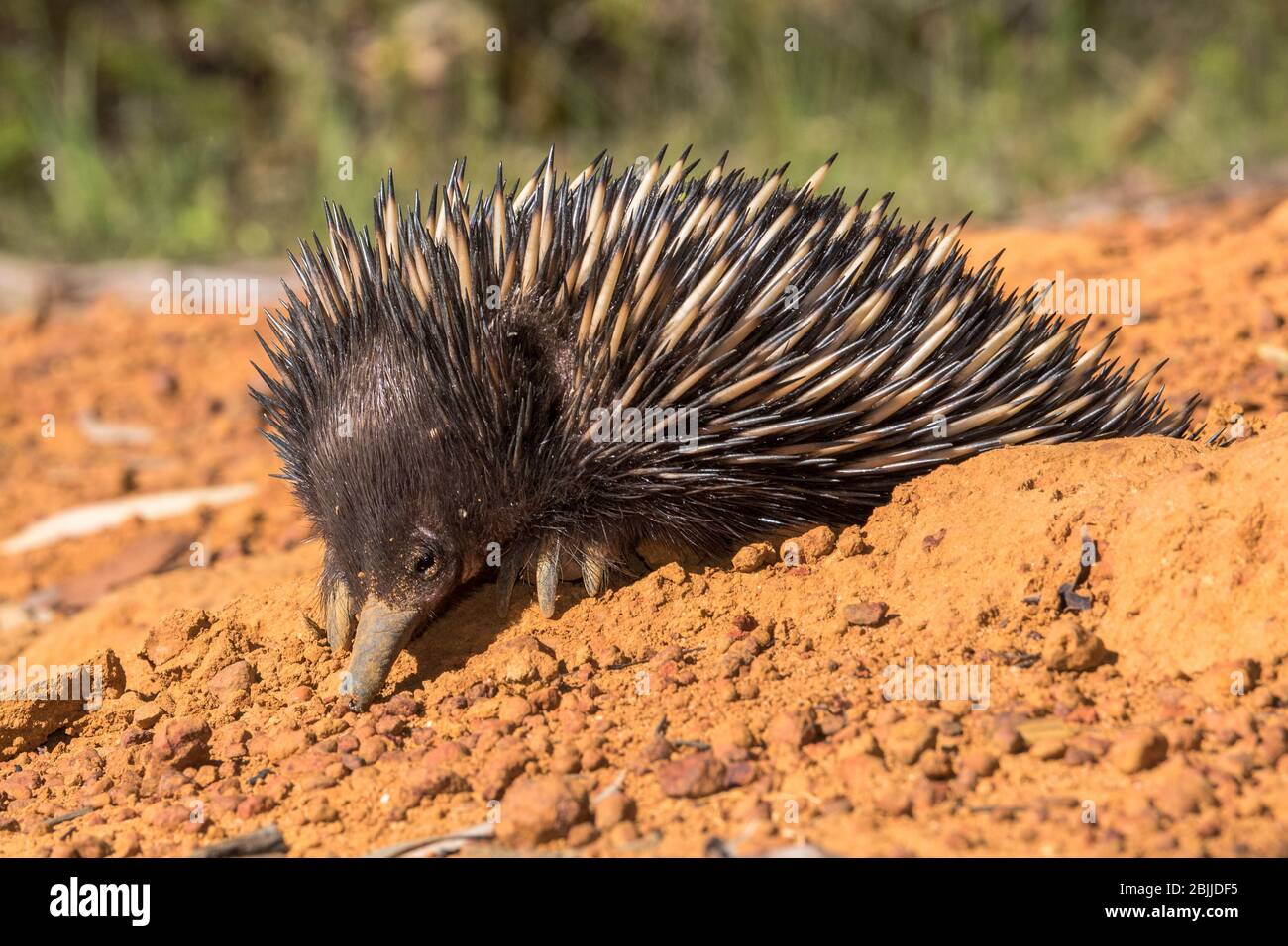 Short-beacked Echidna digging a hole Stock Photo - Alamy