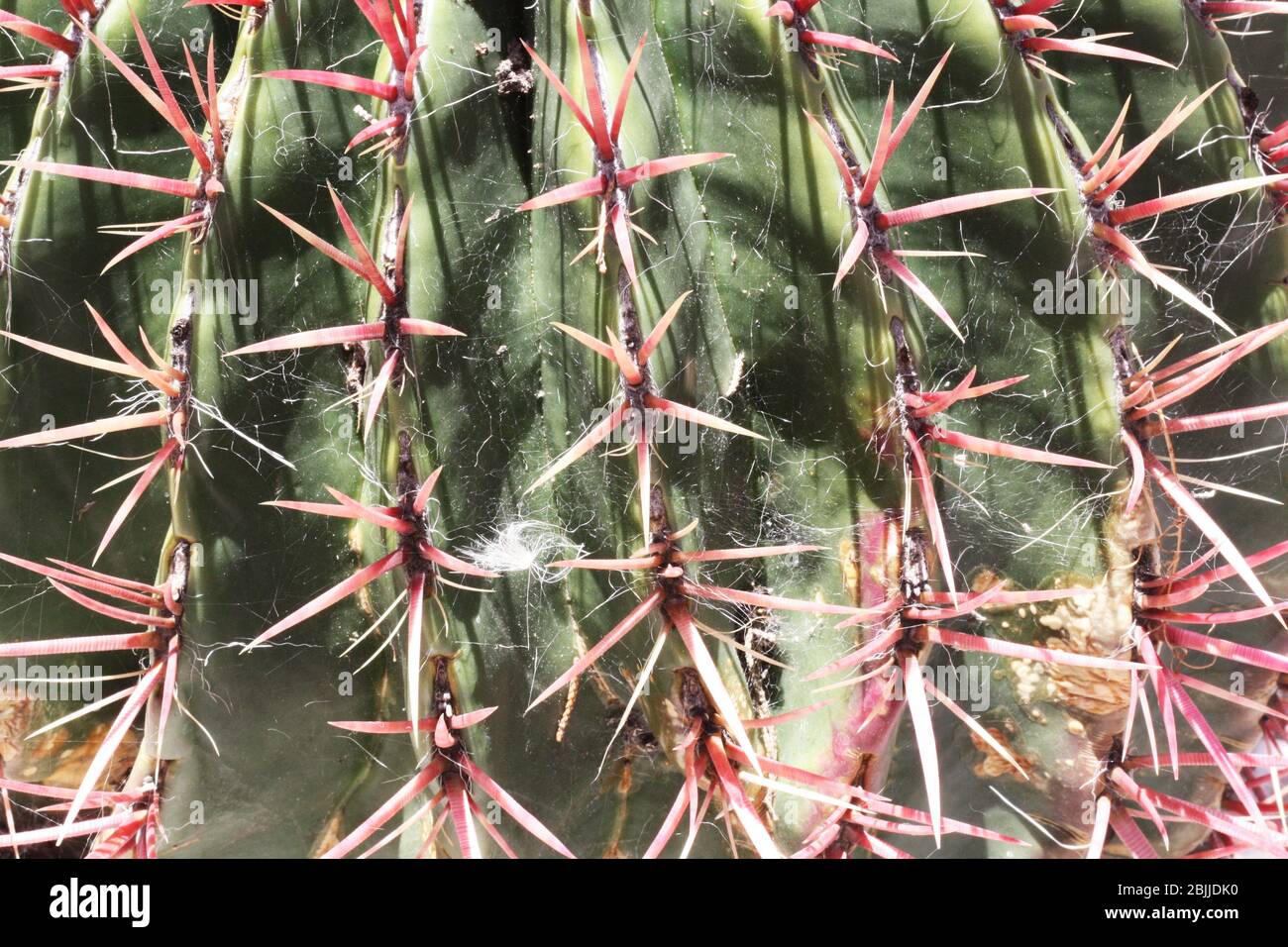 Kaktus ferocactus piliferus Stock Photo - Alamy