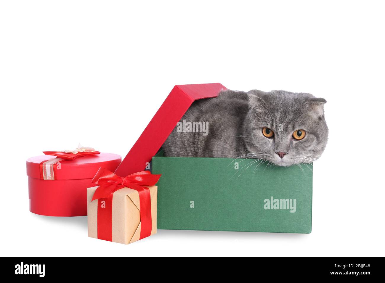 Cute cat in gift box on white background Stock Photo - Alamy