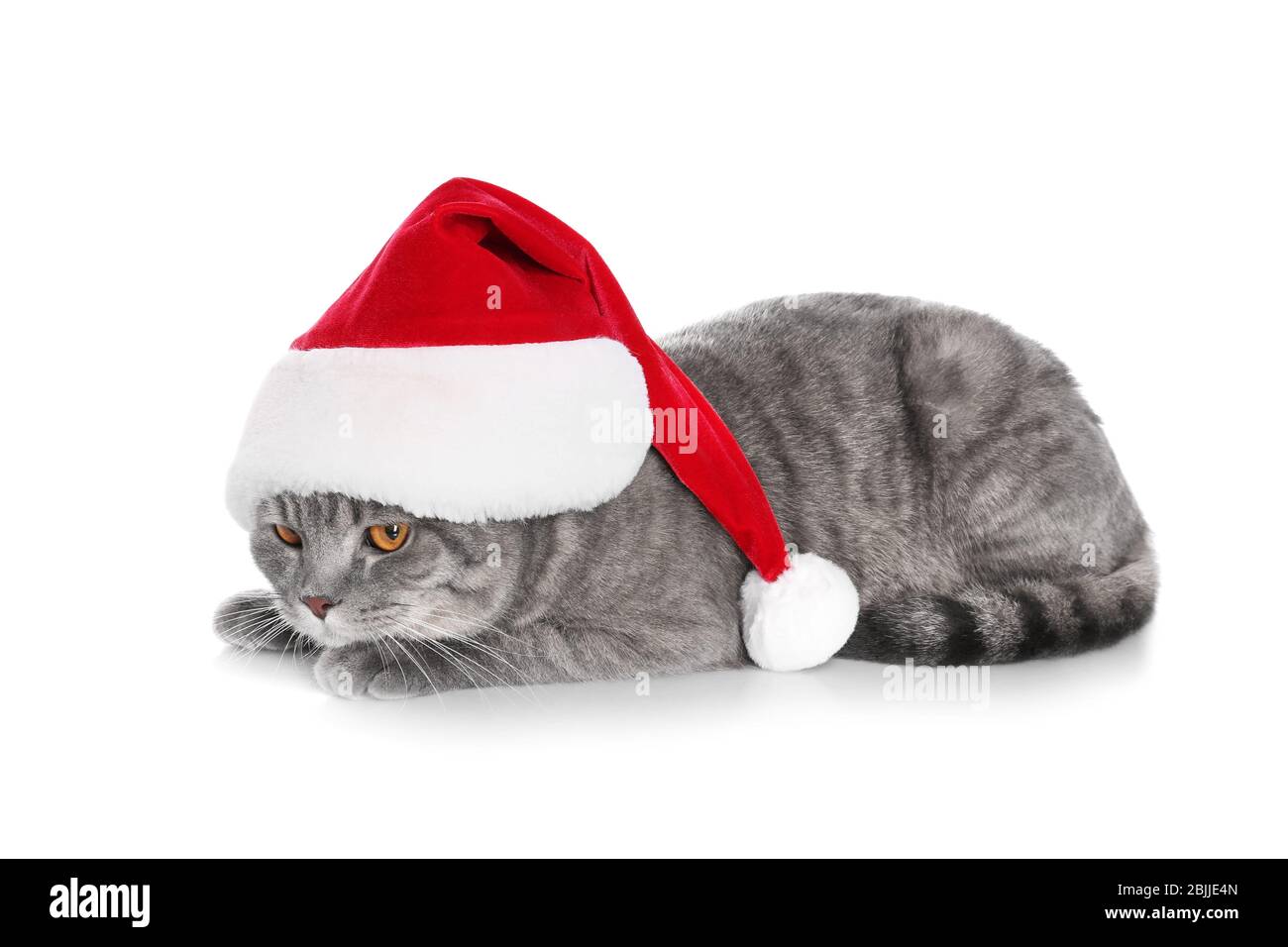 Cat in festive hat Cut Out Stock Images & Pictures - Alamy
