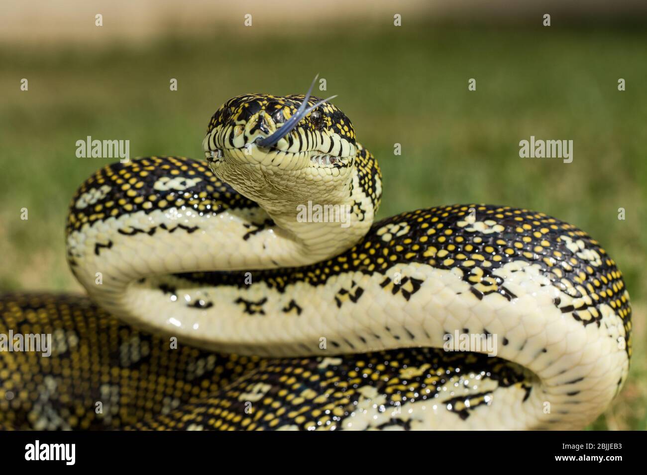 Diamond Python in defence pose with tongue flickering Stock Photo - Alamy