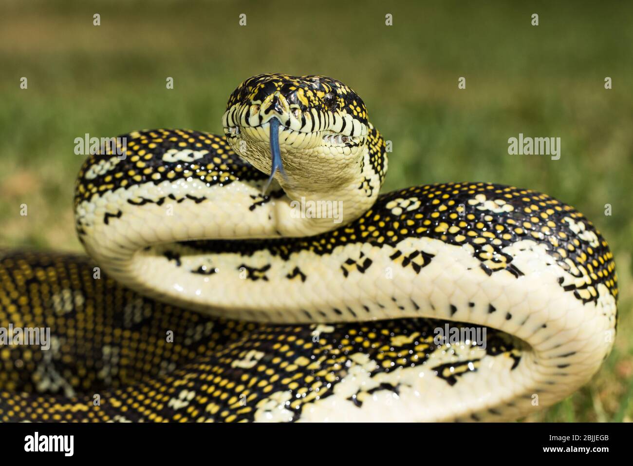 Diamond Python in defence pose with tongue flickering Stock Photo - Alamy