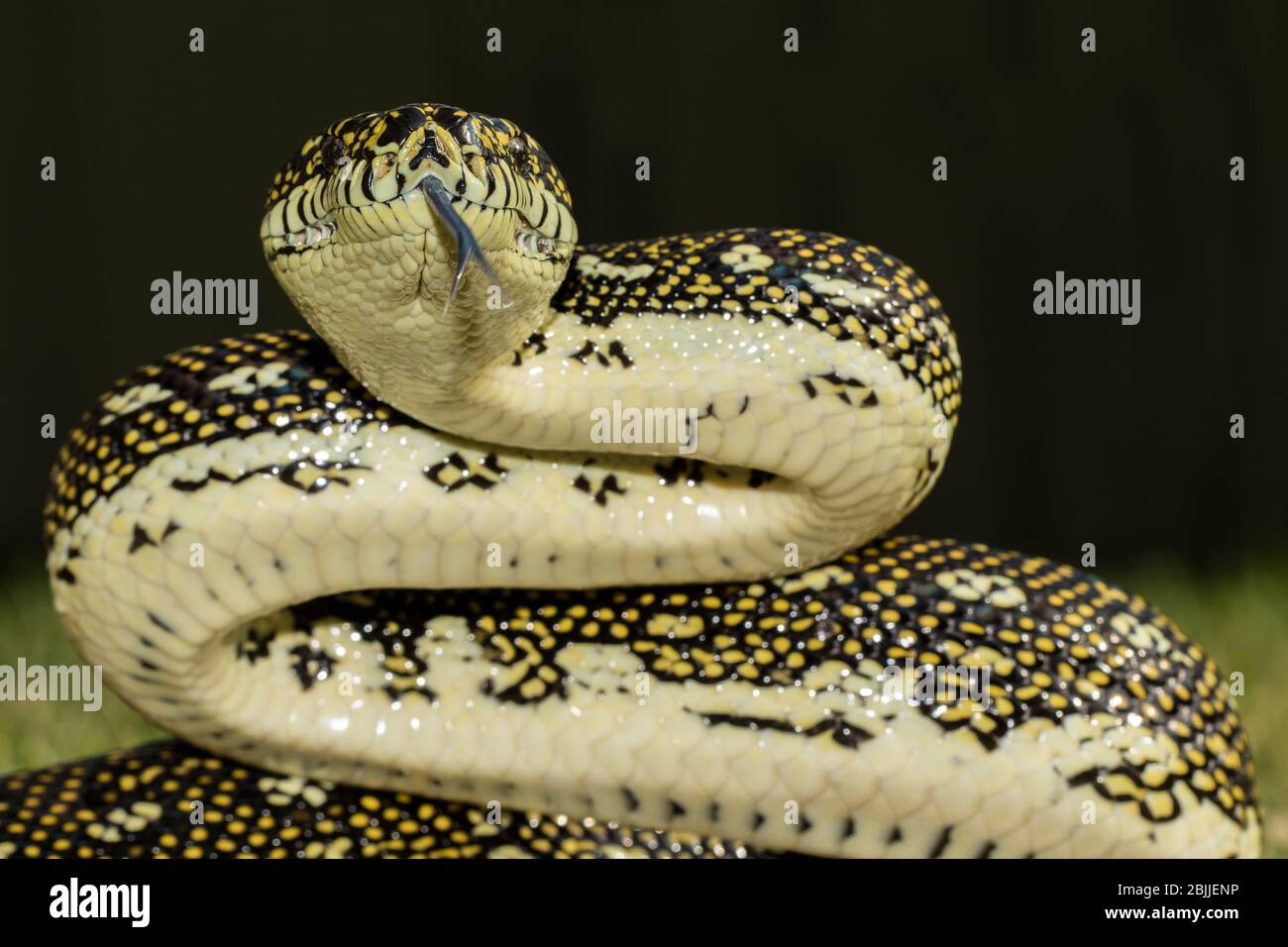 Diamond Python in defence pose with tongue flickering Stock Photo - Alamy