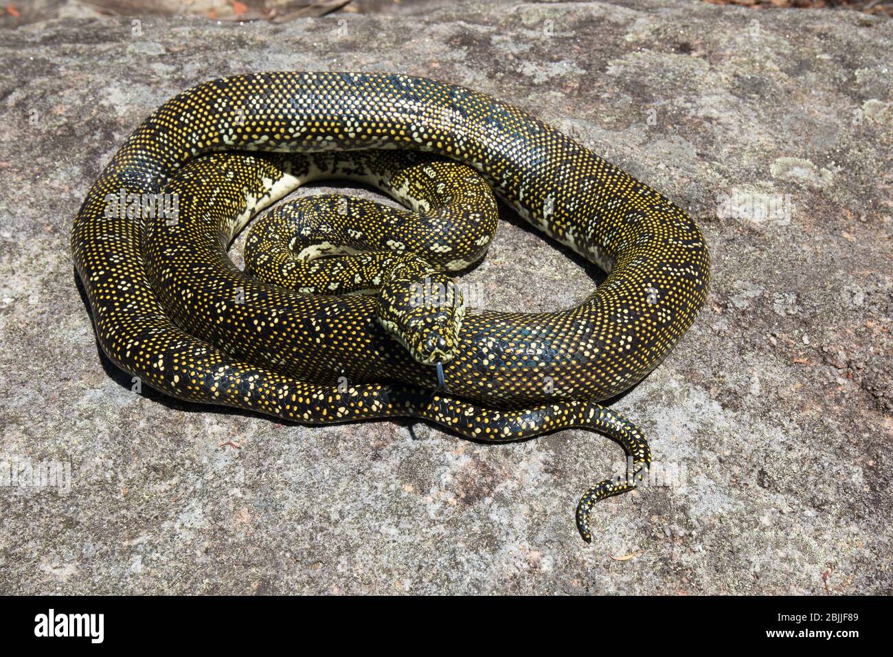 Python resting hi-res stock photography and images - Alamy