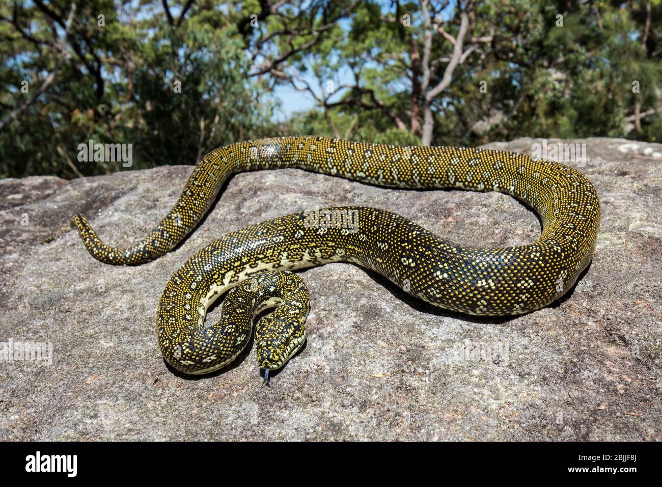 Diamond Python resting on sandstone rock Stock Photo - Alamy