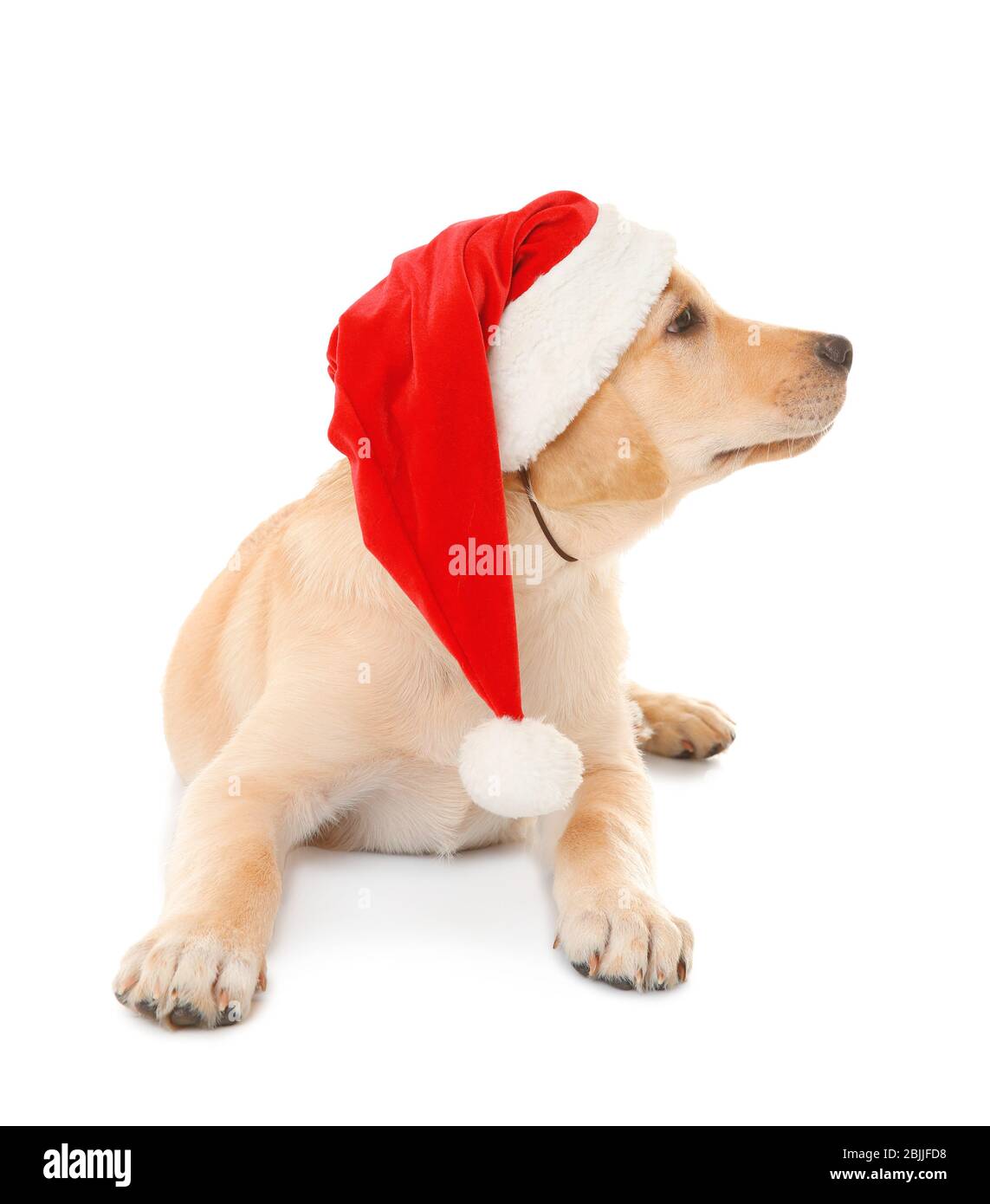 Cute dog in Santa Claus hat on white background Stock Photo - Alamy