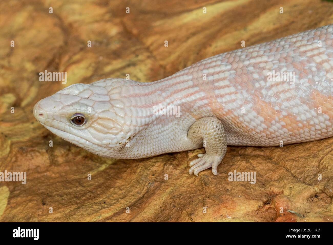 Blue-tongue lizard with morph colors Stock Photo - Alamy