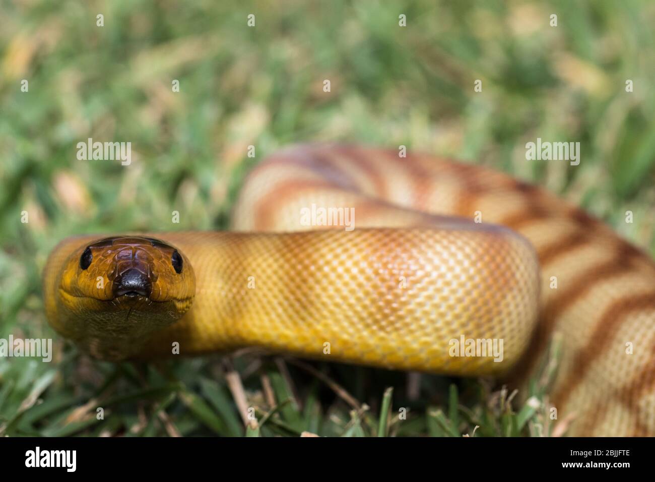 Woma python hi-res stock photography and images - Alamy