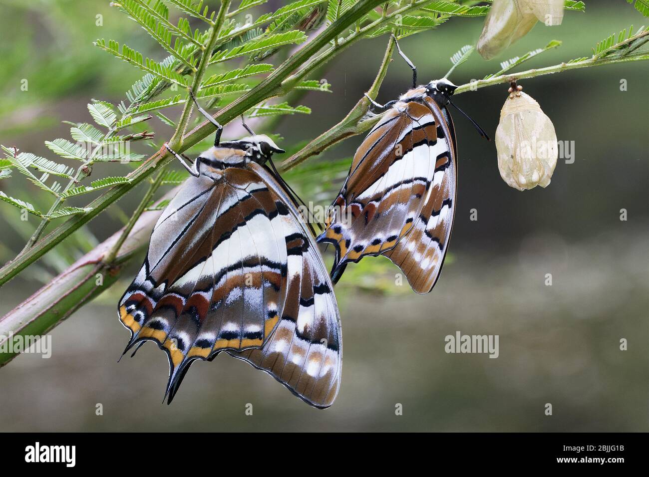 Tailed emperor hi-res stock photography and images - Alamy