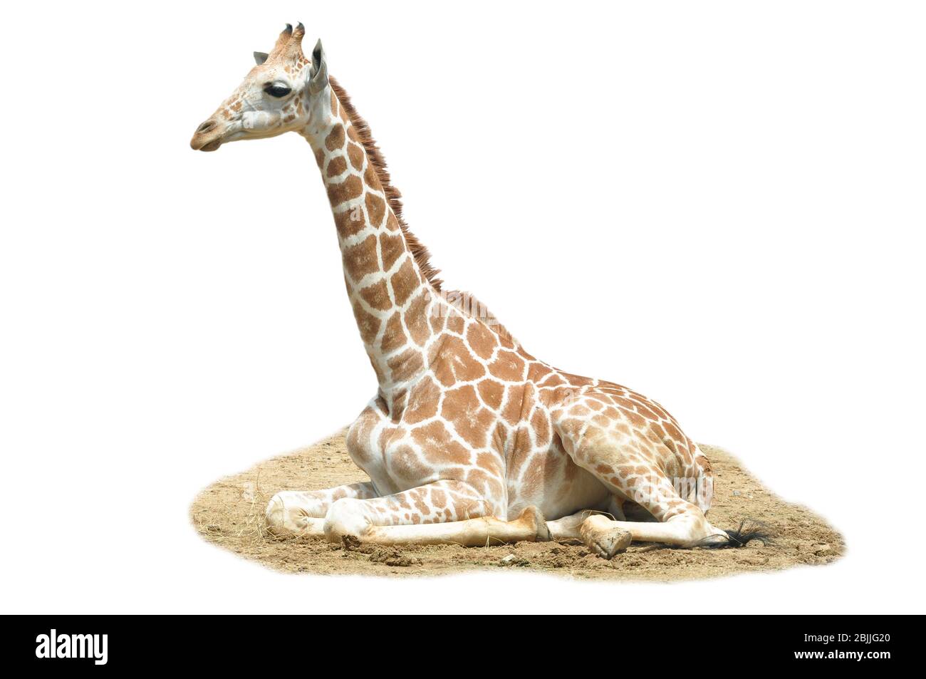 Baby giraffe mouth open Cut Out Stock Images & Pictures - Alamy