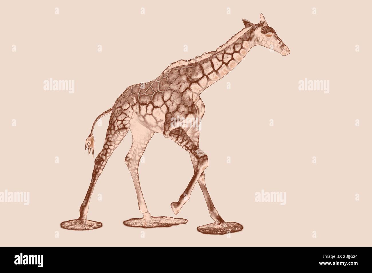 Pink Giraffe Background