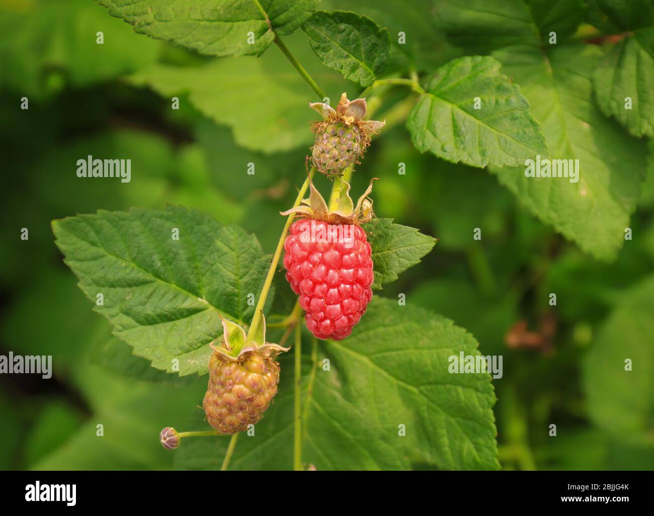 Raspberry bush, close up Stock Photo - Alamy