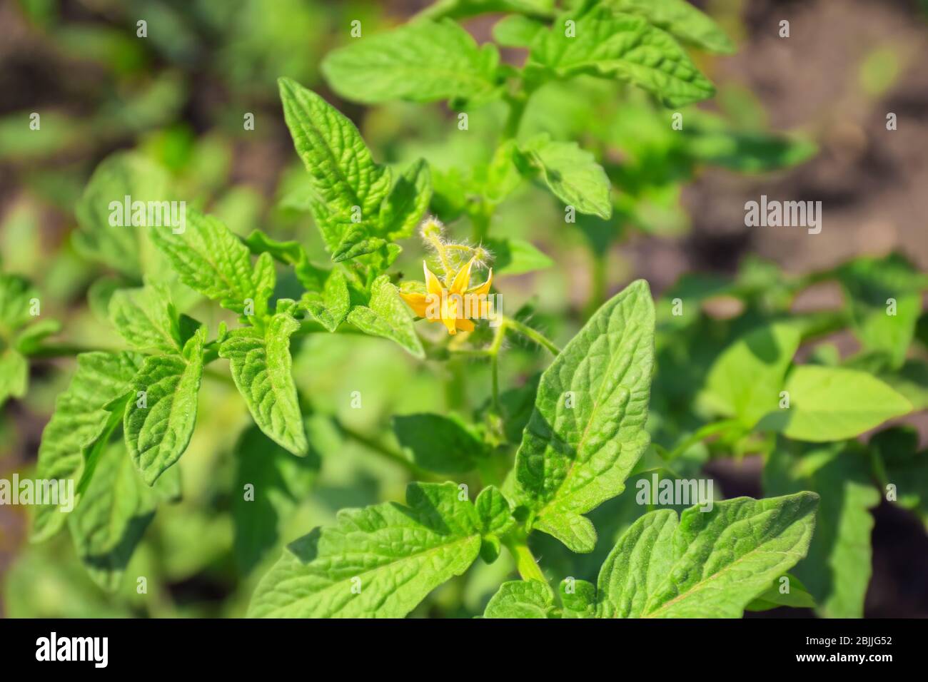 Bush tomato plant flowers hi-res stock photography and images - Alamy